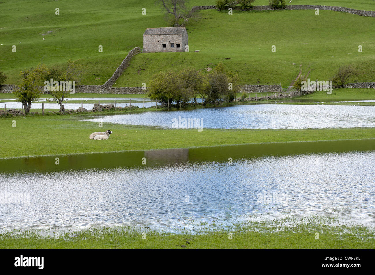 View of flooded pasture with sheep and stone barn, Swaledale, North ...