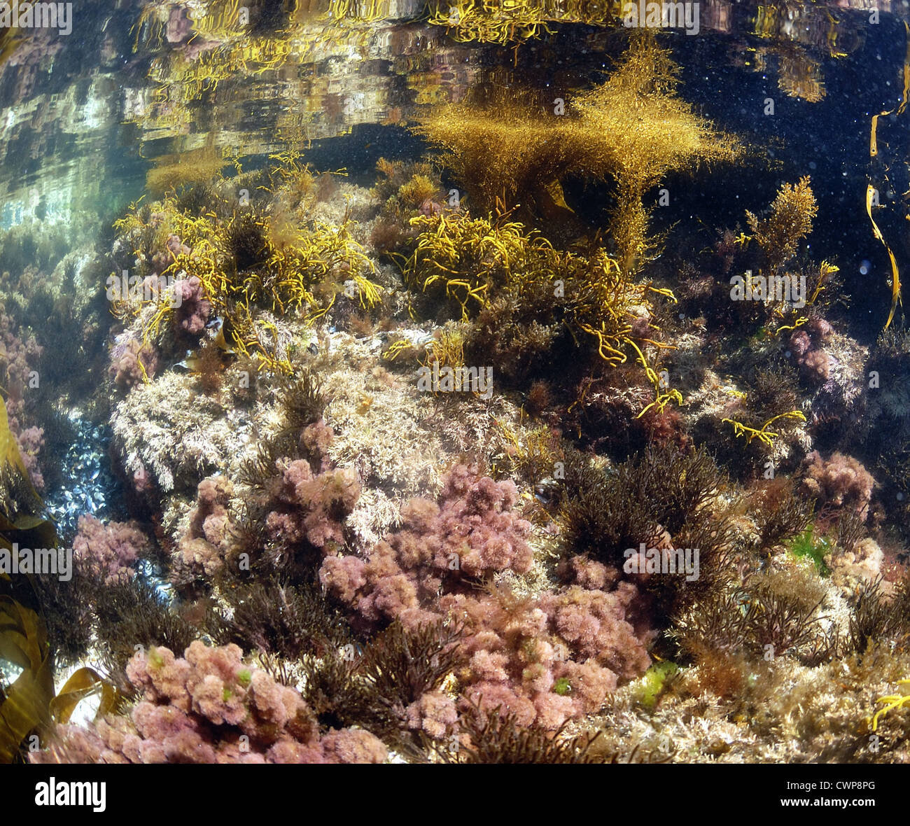 Underwater view of rockpool, Harlyn Bay, Cornwall, England, july Stock ...
