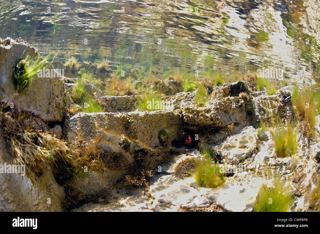 Underwater view of rockpool, Harlyn Bay, Cornwall, England, july Stock ...