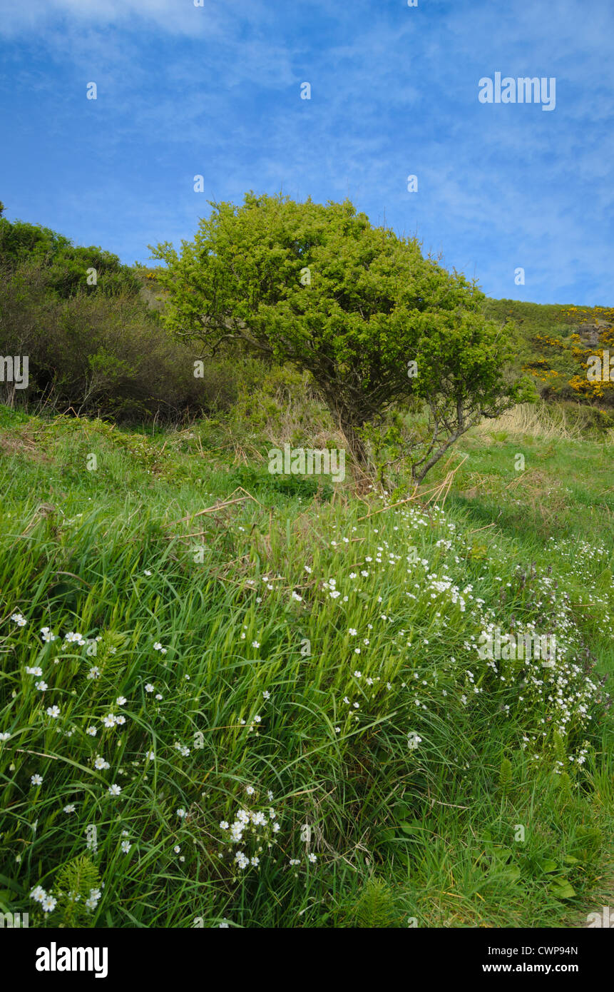 Summertime tree hi-res stock photography and images - Alamy