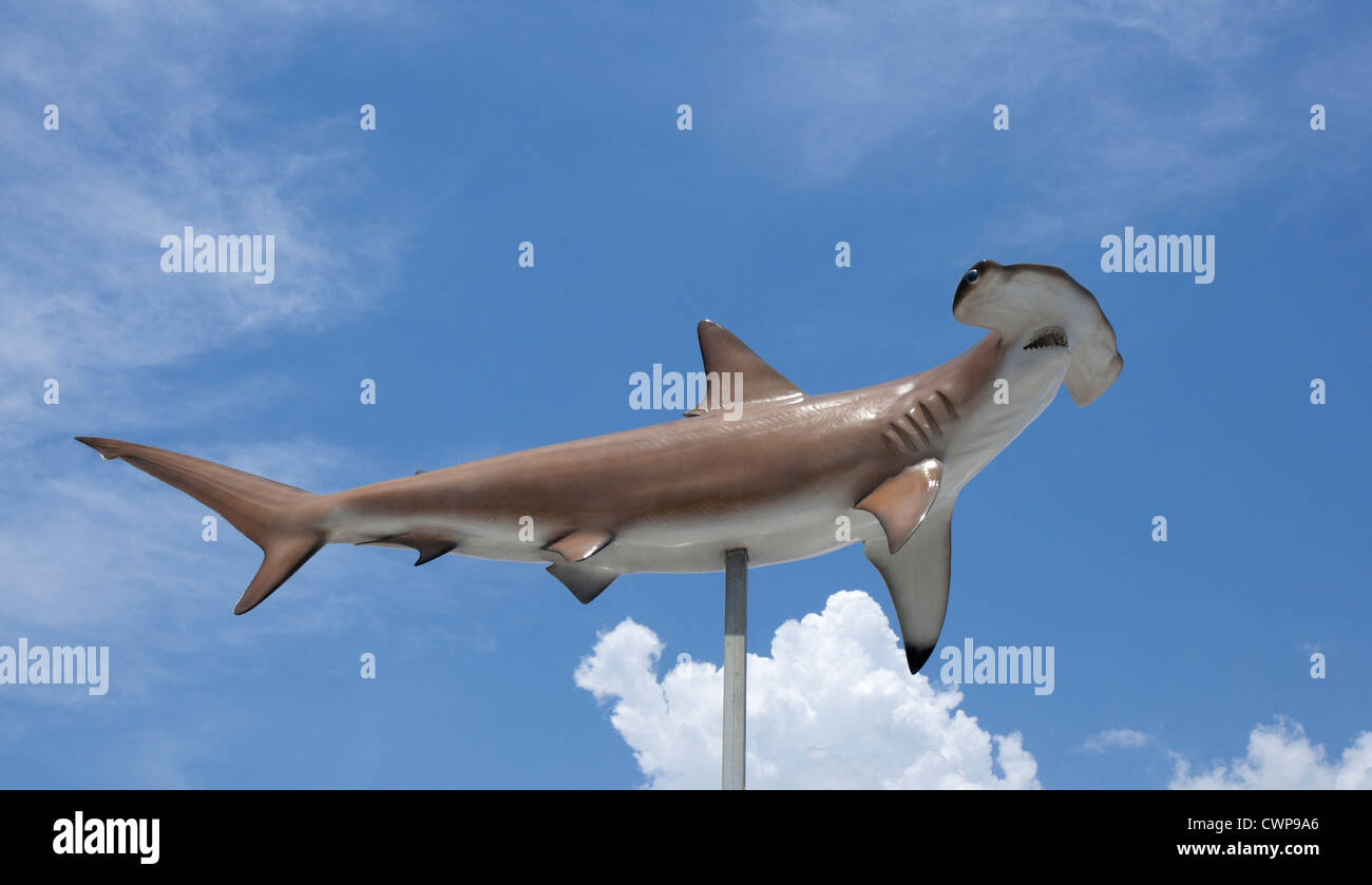 Hammerhead Shark Florida