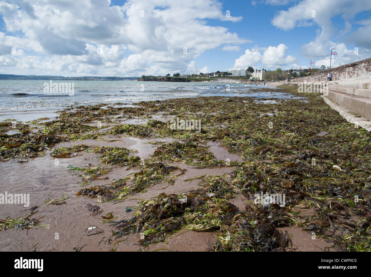 Torquay devon beach hi-res stock photography and images - Alamy