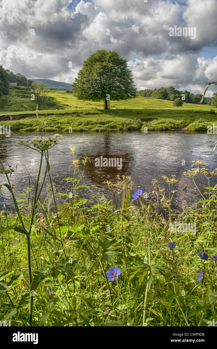 View of riverbank and river, River Hodder, Whitewell, Forest of Bowland ...