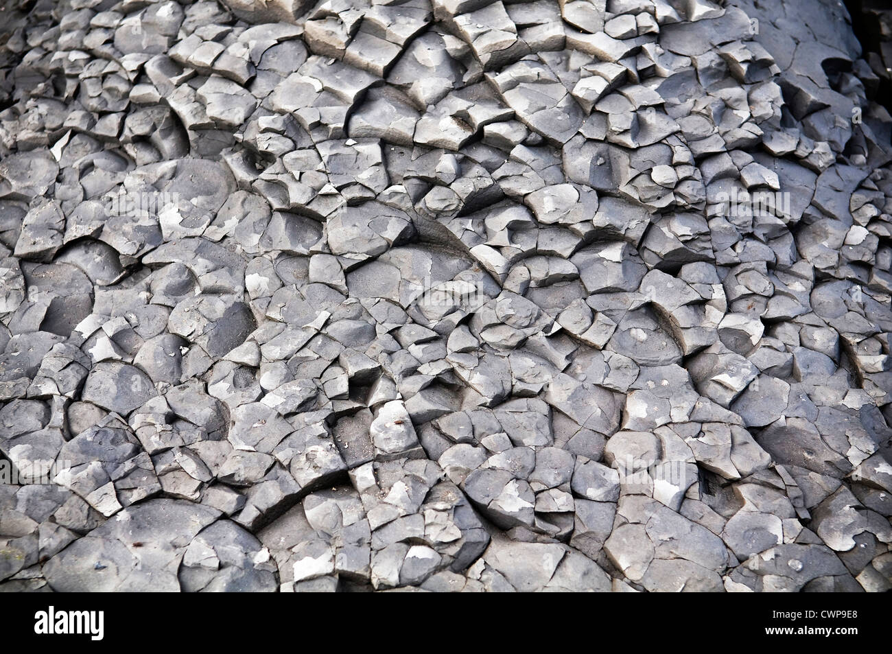 Dorset rock fossils hi-res stock photography and images - Alamy