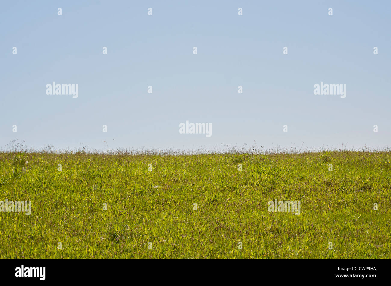 Grass and sky Stock Photo - Alamy