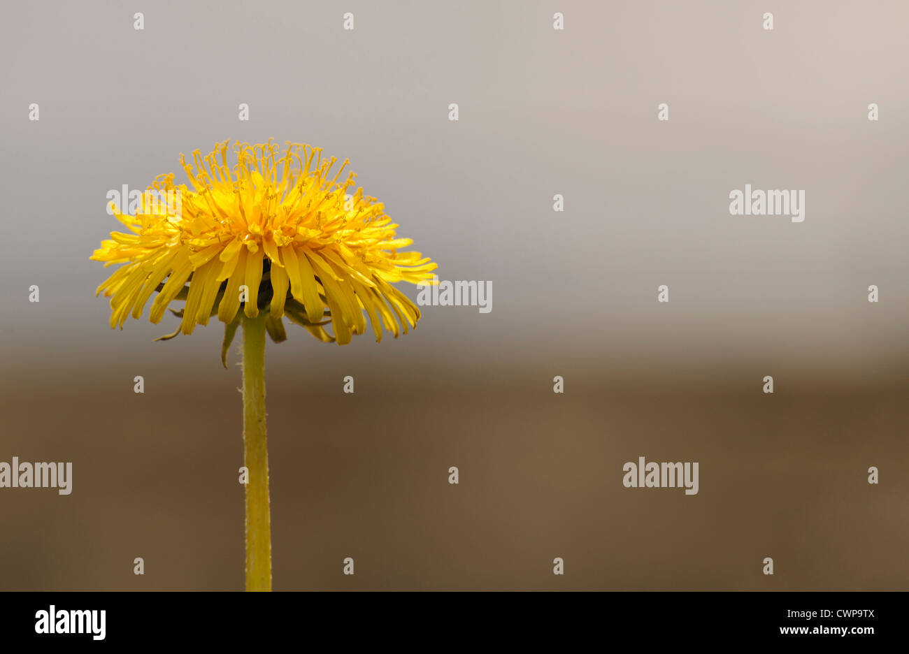 Simple dandelion hi-res stock photography and images - Alamy