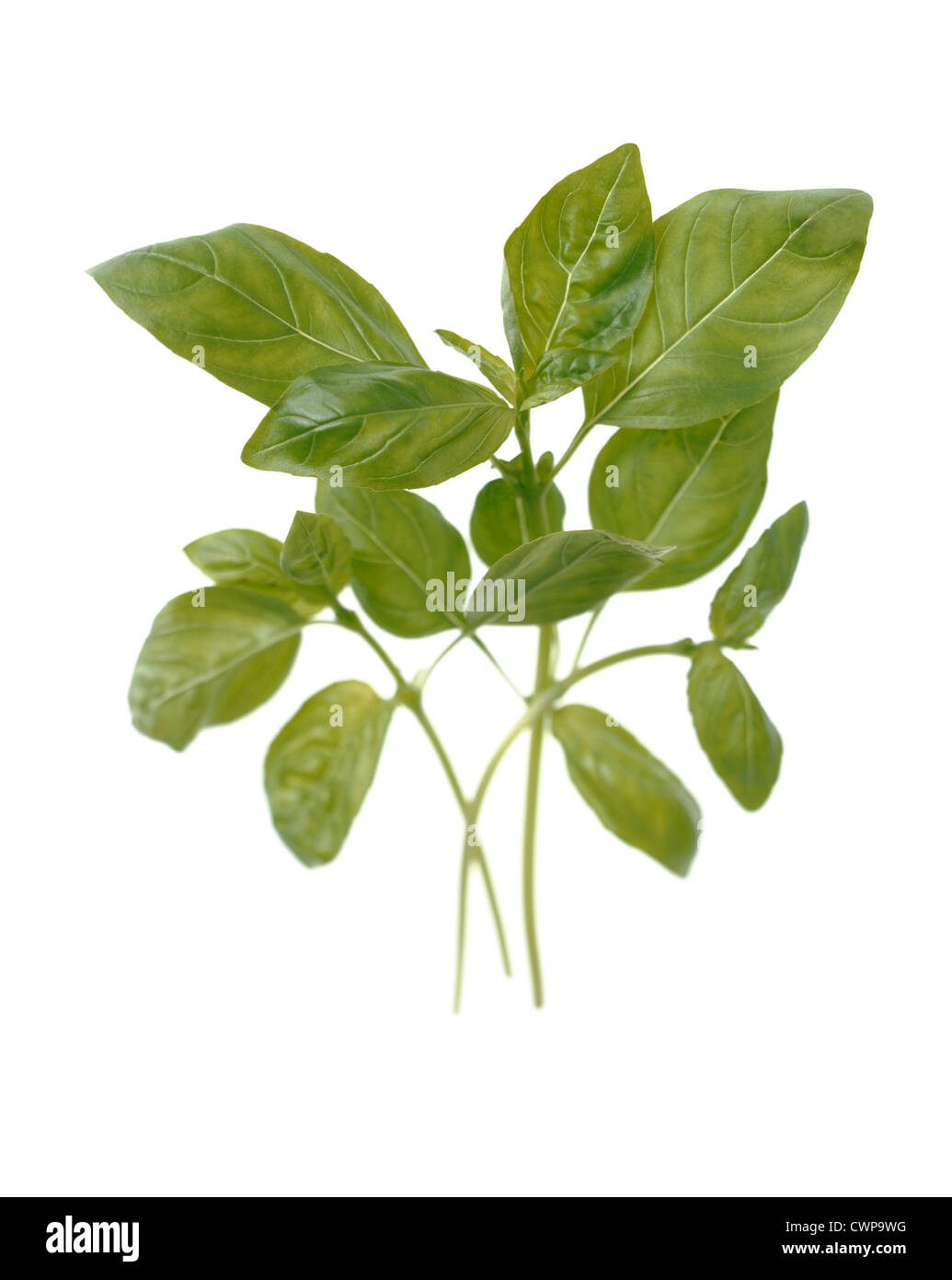 Ocimum basilicum, Basil Stock Photo - Alamy
