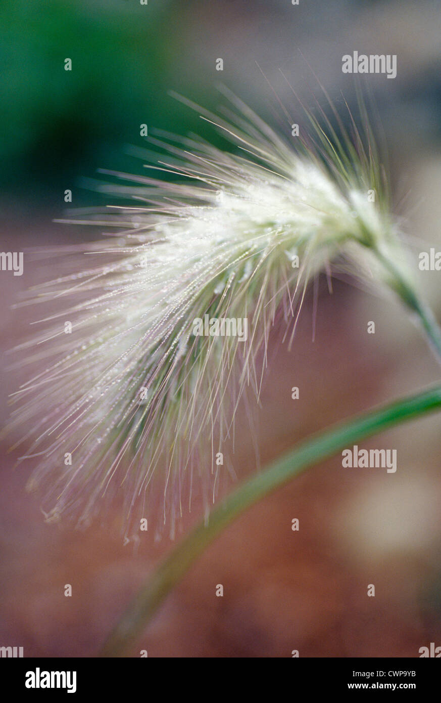 Pennisetum orientale, Oriental fountain grass Stock Photo - Alamy