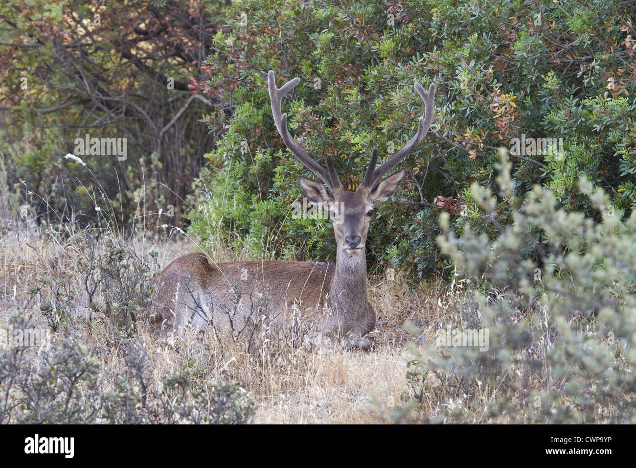 Spanish red deer (Cervus elaphus hispanicus) male with velvet antlers ...