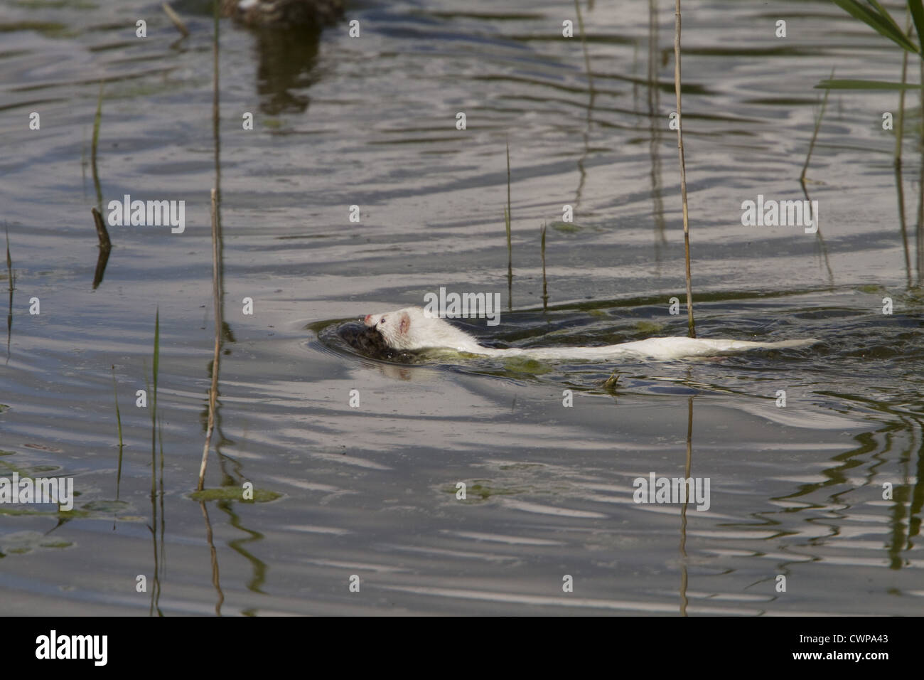 Mink carrying pray item probably a Water Vole. Mink are highly ...