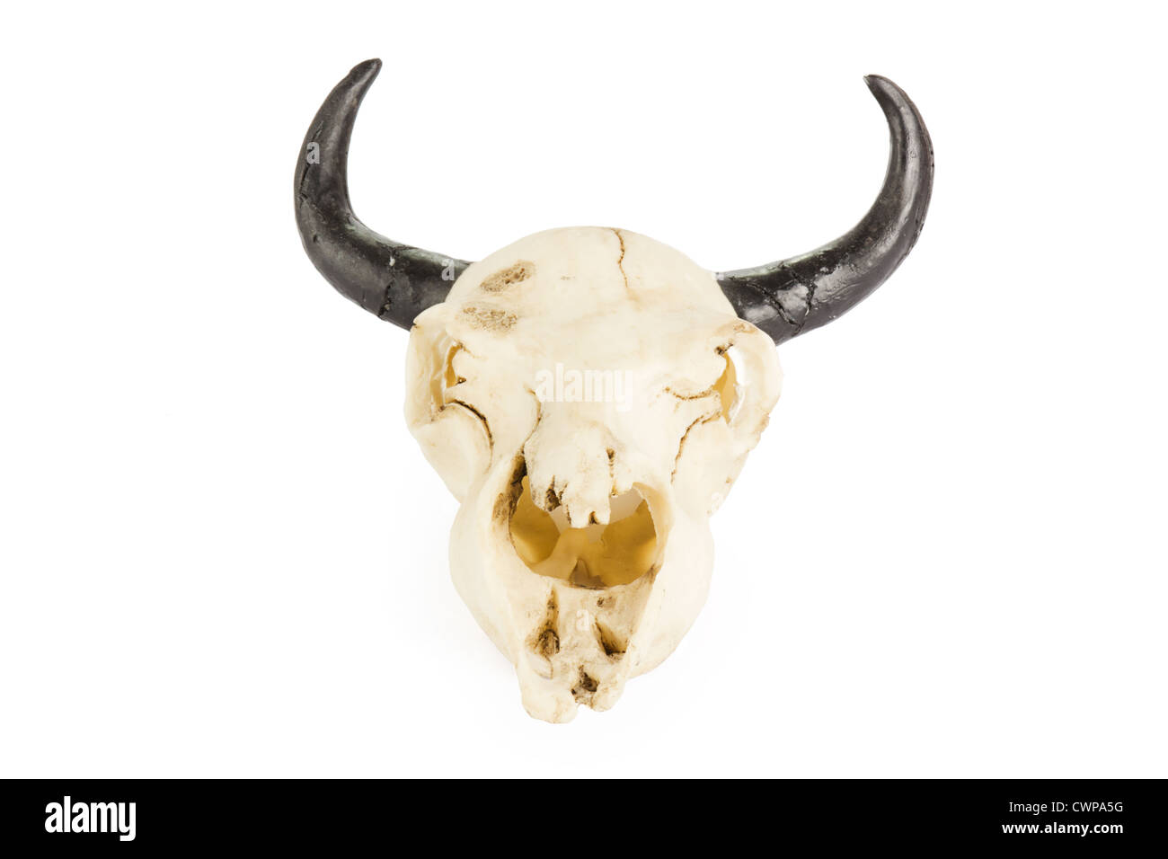 Goat Skull Complete