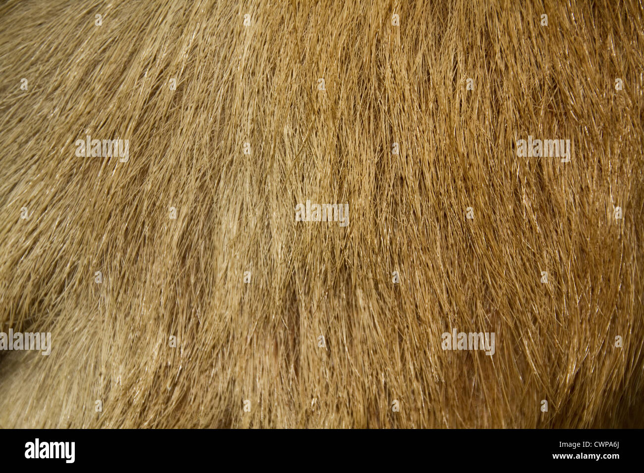 Bbrown hi-res stock photography and images - Alamy