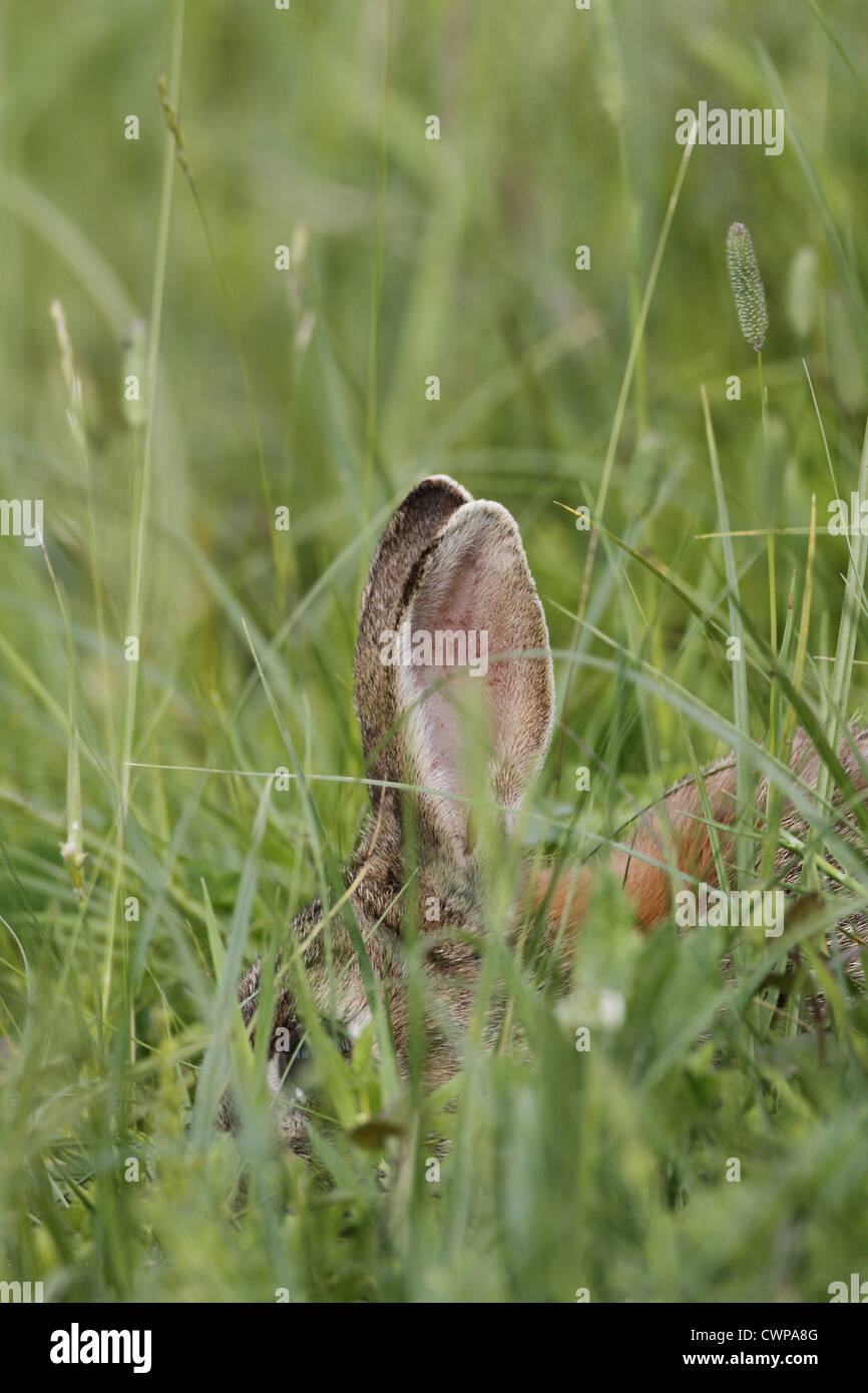 This well hidden Rabbits relies on its hearing to protect it from ...
