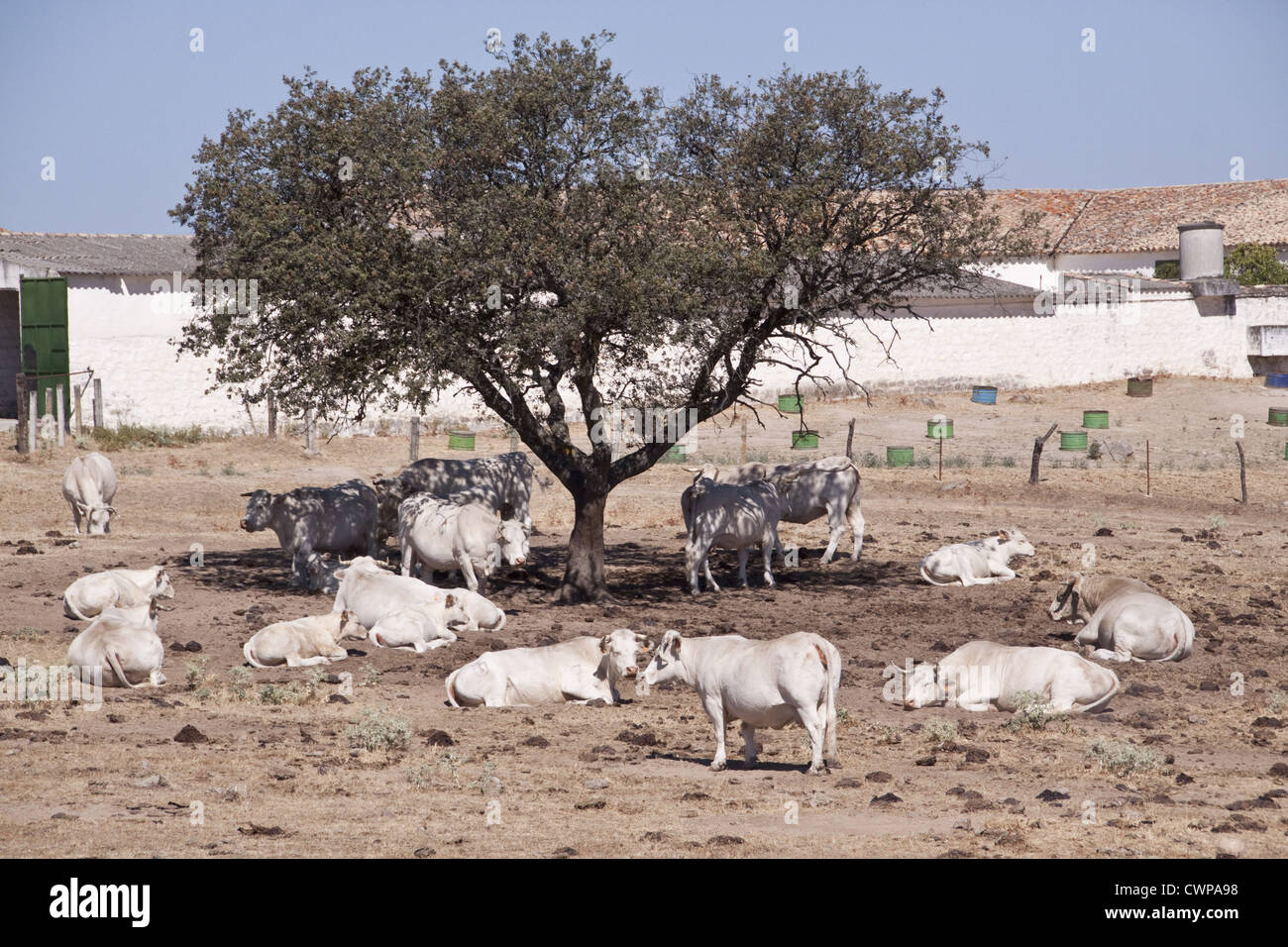 Cattle under tree hi-res stock photography and images - Alamy