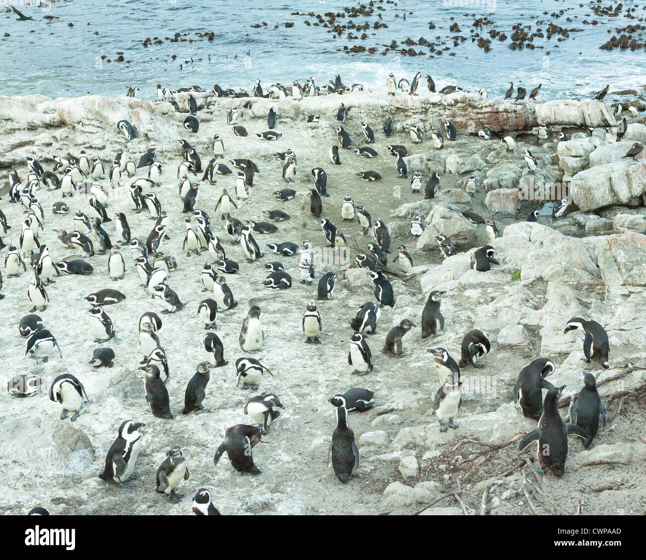 African Penguins, Pringle Bay, Western Cape, South Africa Stock Photo ...
