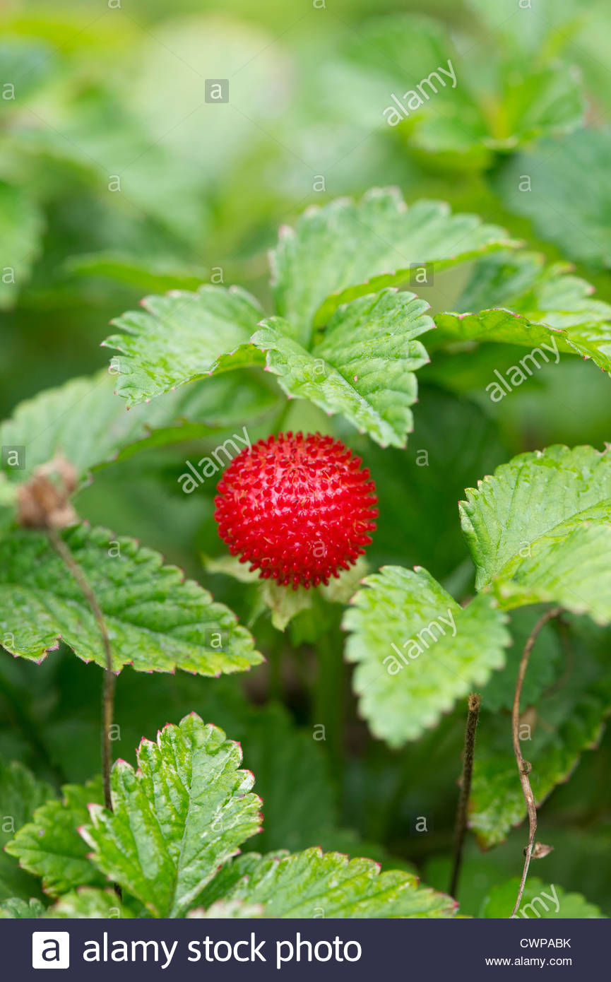 Waldsteinia Stock Photos & Waldsteinia Stock Images - Alamy