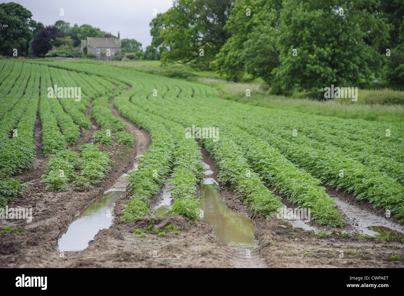 Potato (Solanum tuberosum) crop, waterlogged field, Cleatlam, County ...