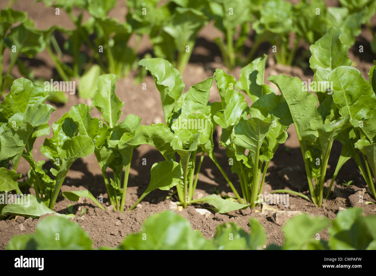 Sugar Beet (Beta vulgaris) crop, young plants in field, Lincolnshire ...