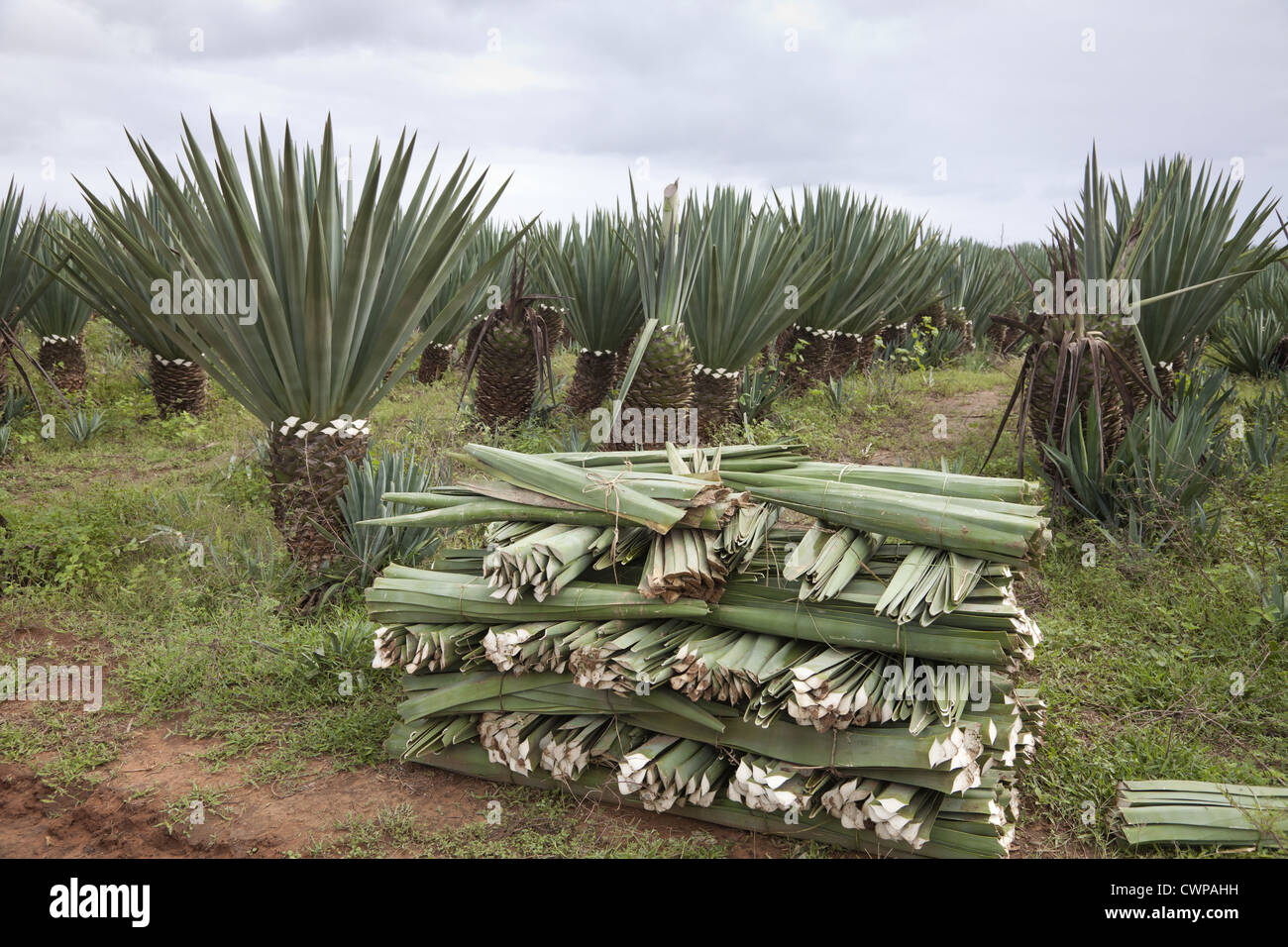 Sisal (Agave sisalana) crop, cut leaves in plantation, near Berenty ...