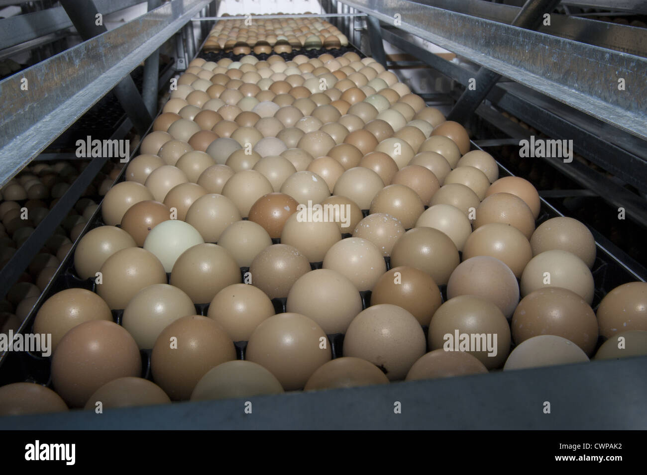 Gamebird farming, Manchurian Common Pheasant (Phasianus colchicus ...