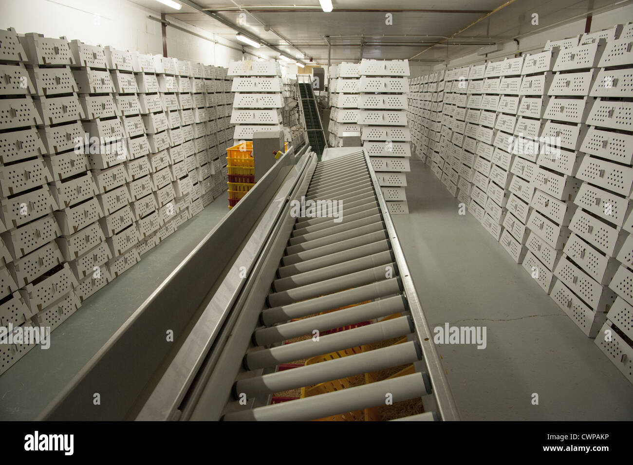 Gamebird farming, boxes ready for transporting gamebird chicks at ...