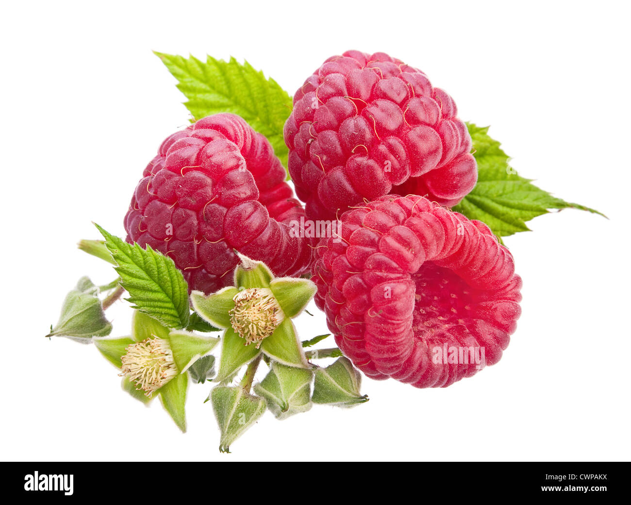 Raspberry fruit closeup isolated on white background Stock Photo - Alamy