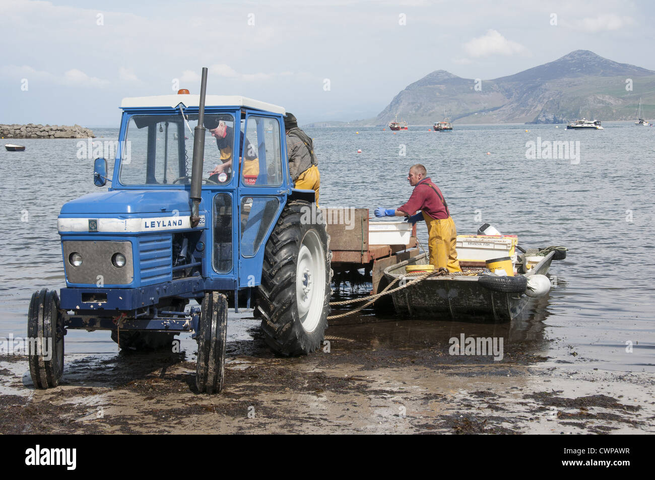 Fishermen loading whelks onto tractor and trailer, Porth Dinllaen ...