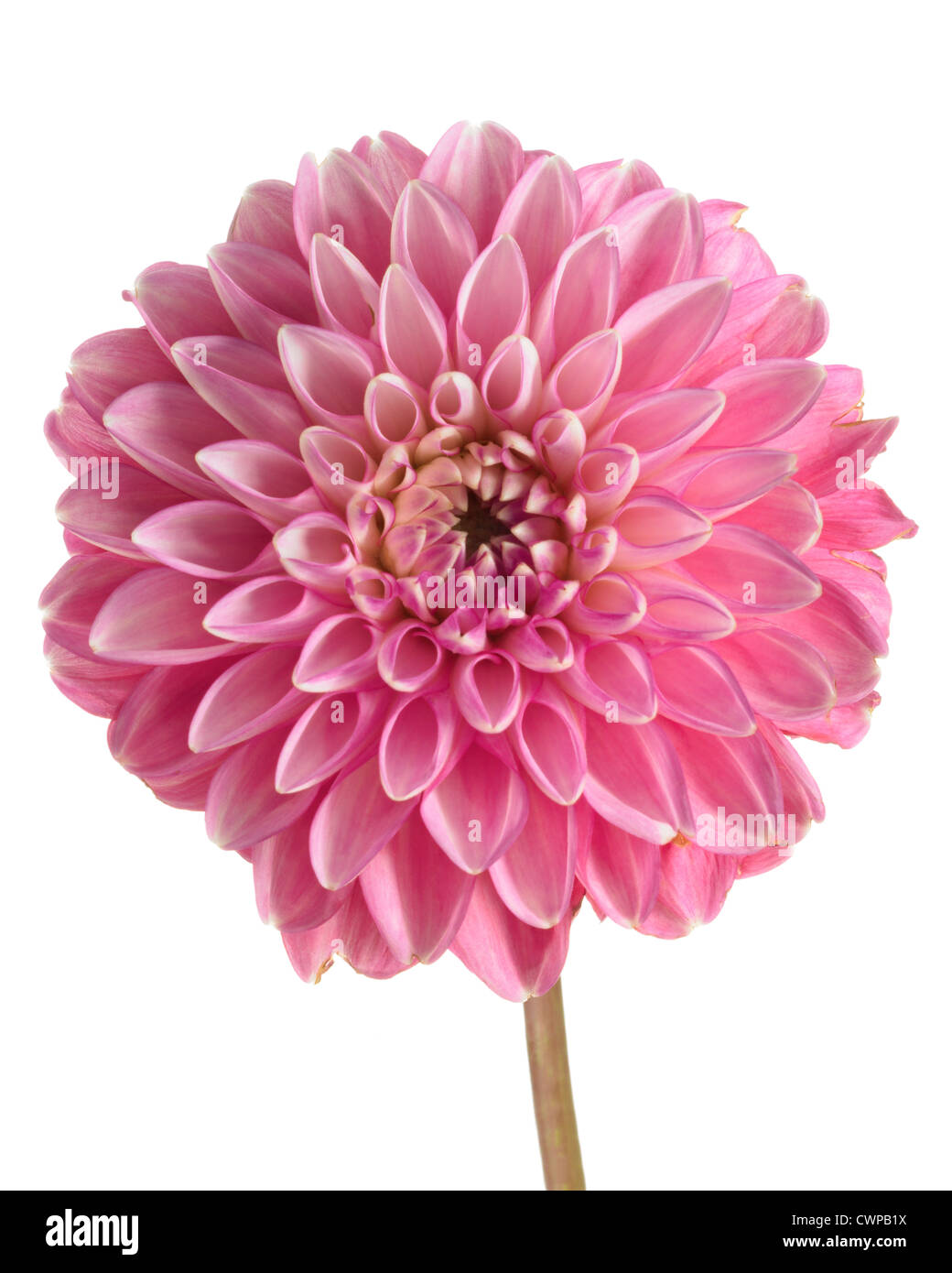 Plain dahlia hi-res stock photography and images - Alamy