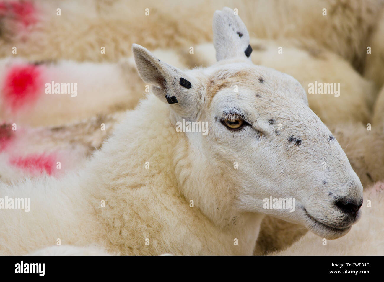 Close-up of an ewe at a Welsh sheep auction Stock Photo - Alamy