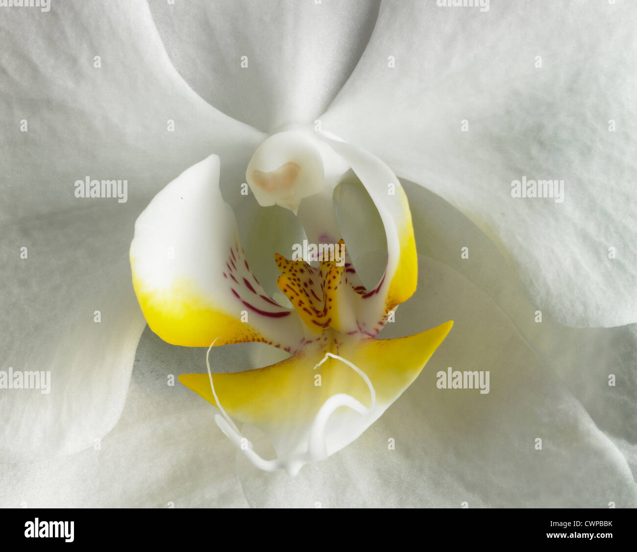 Phalaenopsis, Orchid, Moth orchid Stock Photo - Alamy