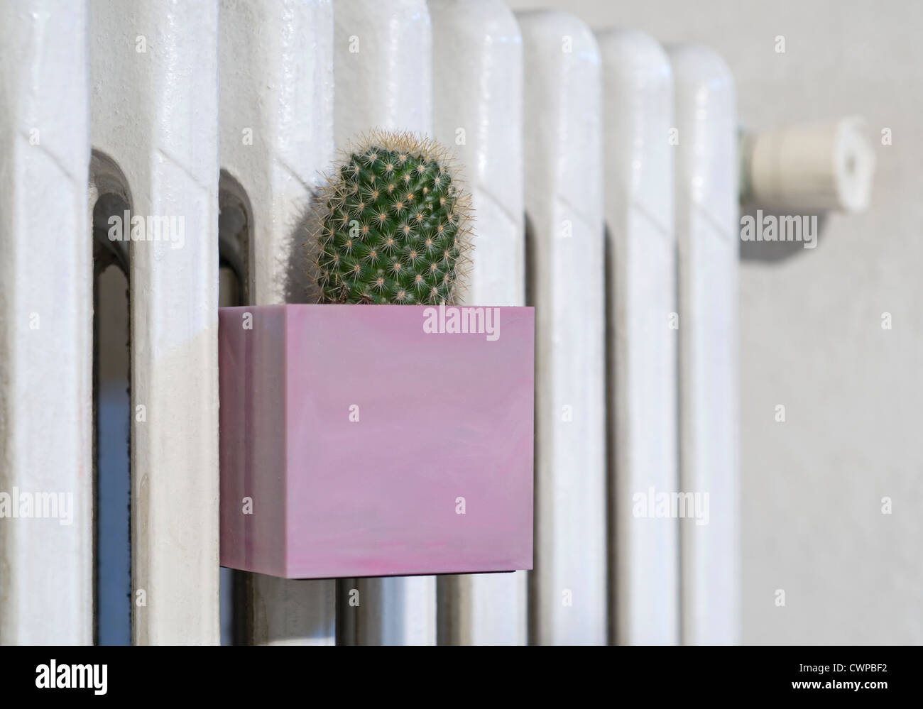Cactus Pot Attached To Radiator Stock Photo - Alamy