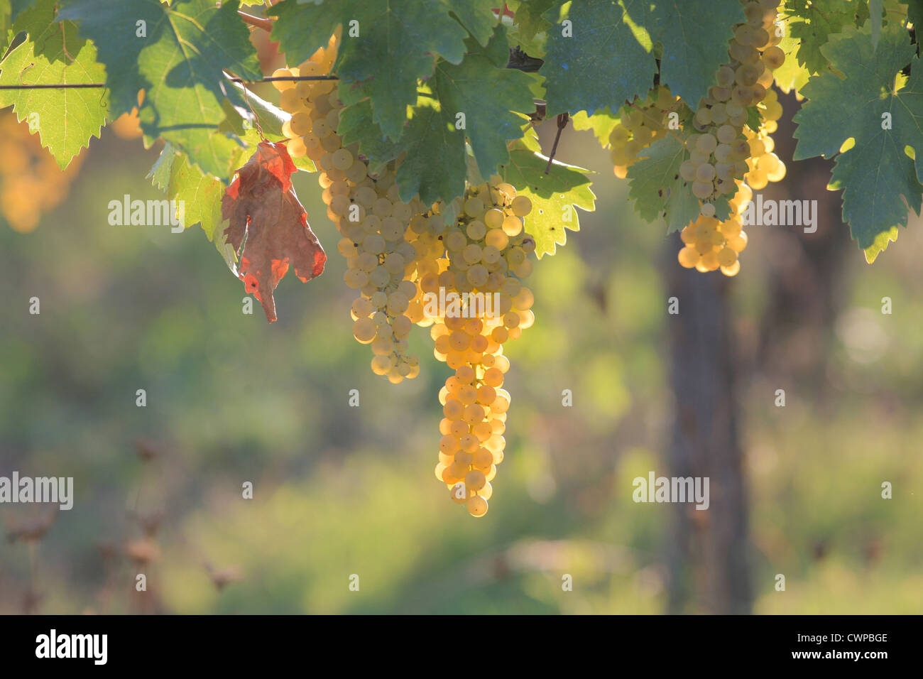 Italian white grapes, toscany, Europe Stock Photo - Alamy