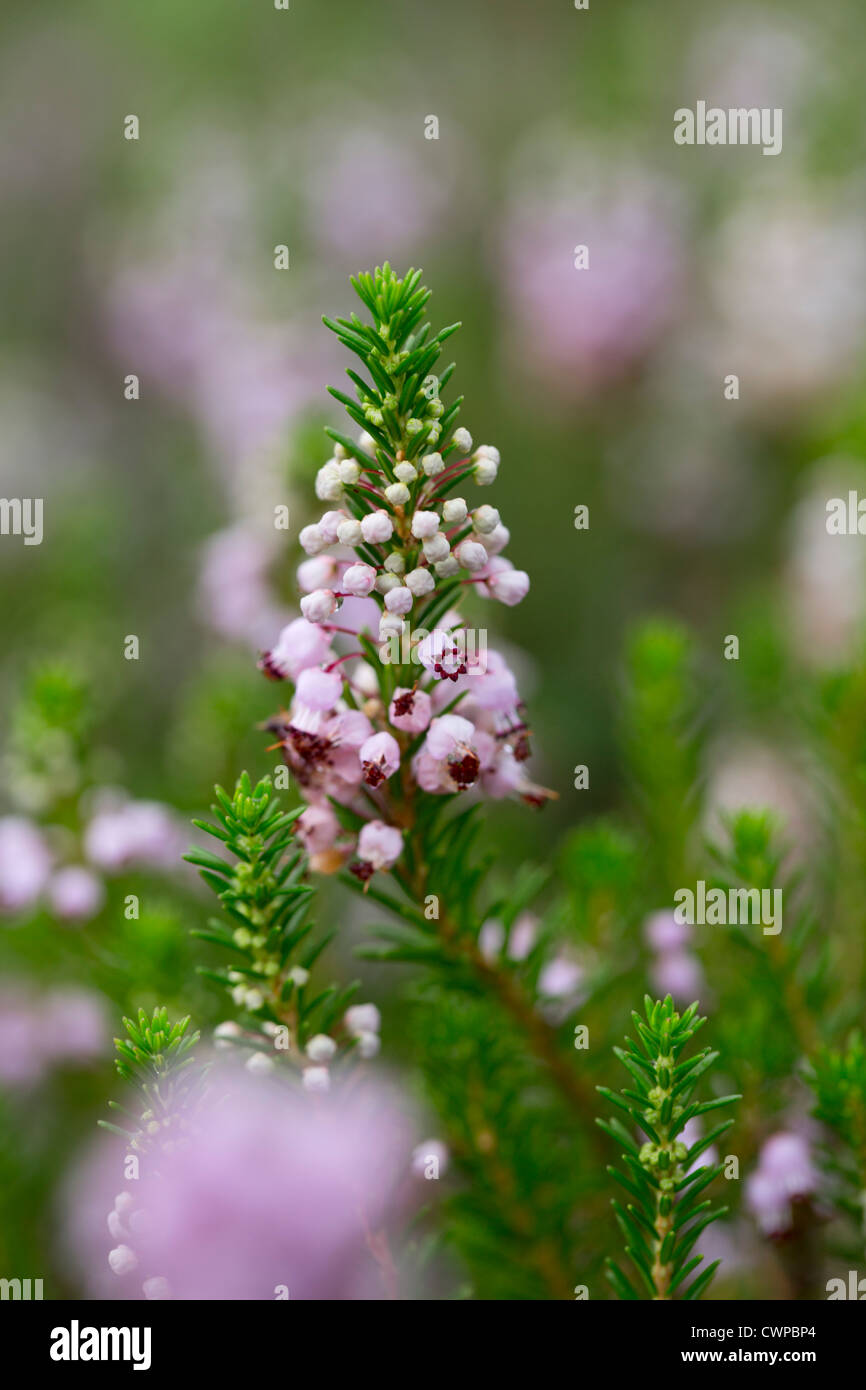 Cornish heath hi-res stock photography and images - Alamy