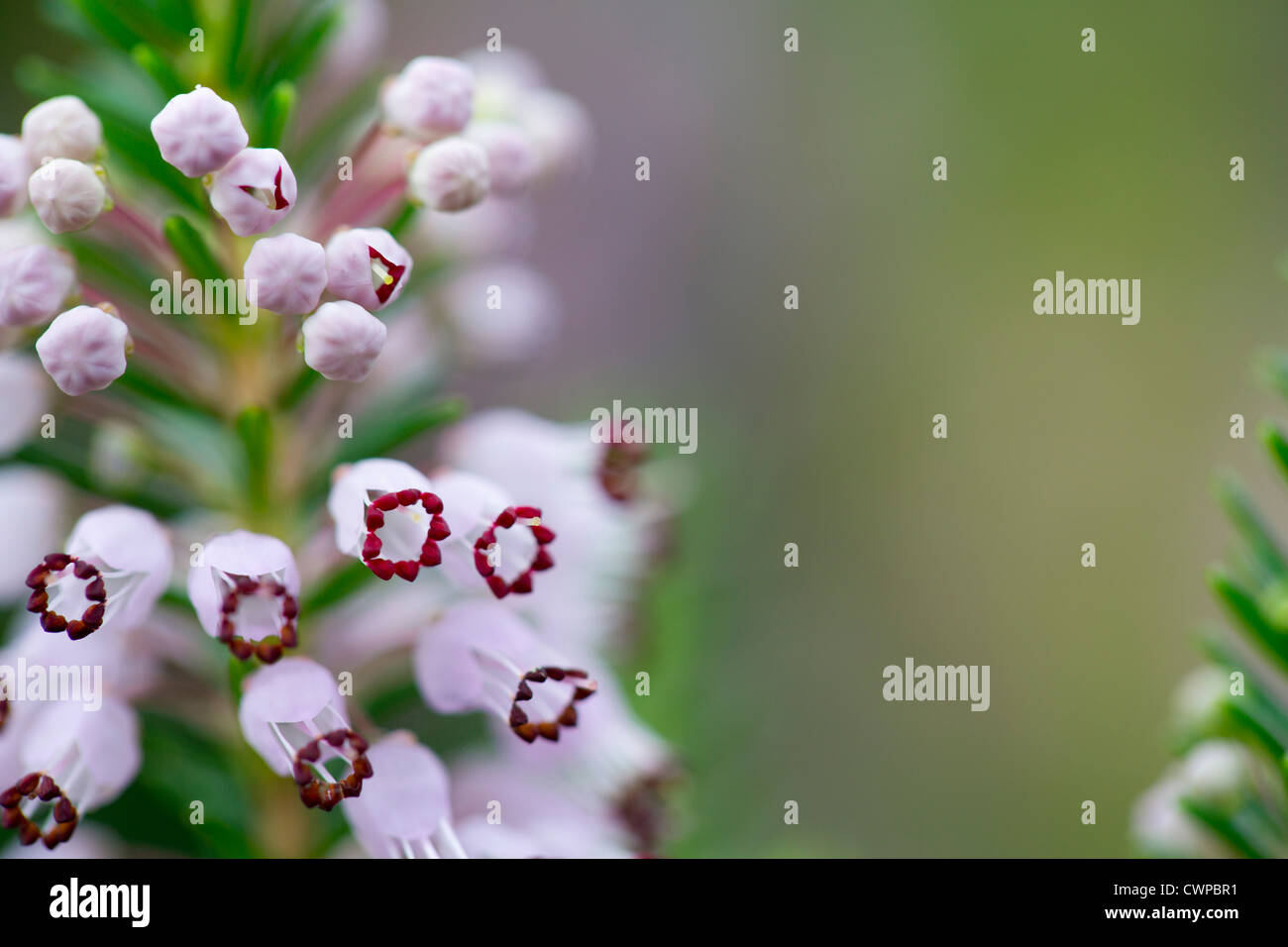 Cornish Heath; Erica vagans; Cornwall; UK; close up Stock Photo - Alamy