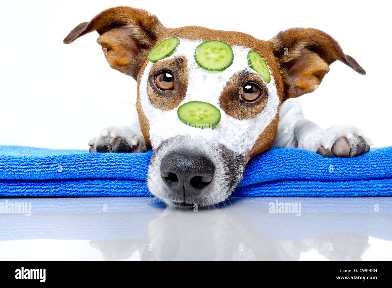 wellness dog spa Stock Photo - Alamy