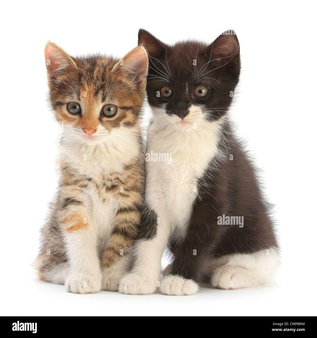 Two kitten sitting isolated on white Stock Photo - Alamy