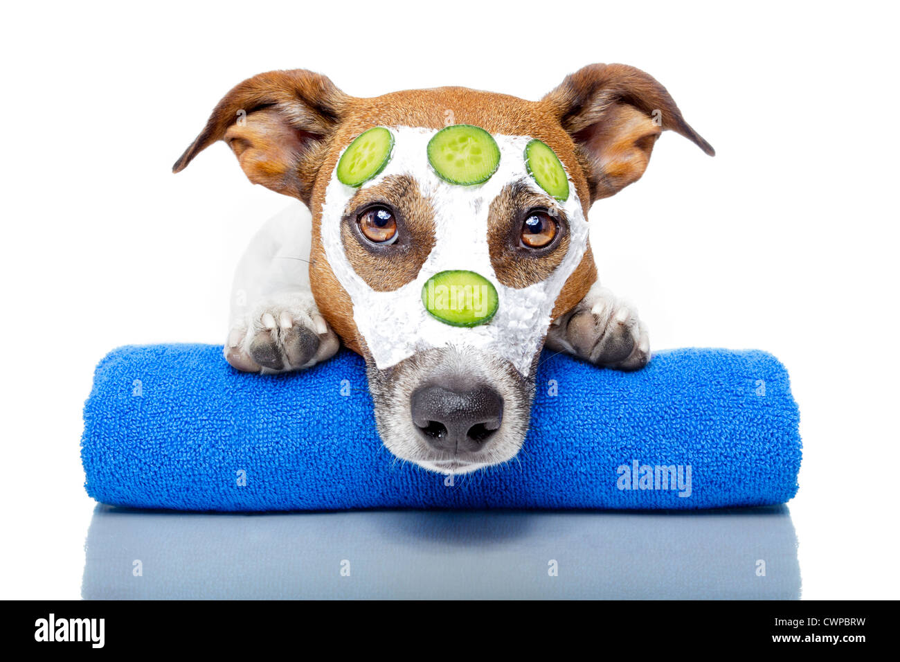 wellness dog spa Stock Photo - Alamy