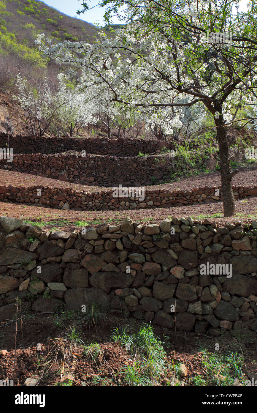 Ancient apple trees hi-res stock photography and images - Alamy