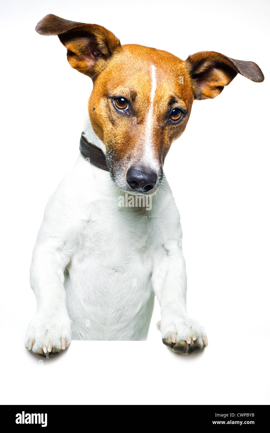 dog banner placeholder Stock Photo - Alamy