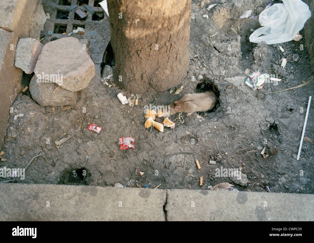 Street rat vermin feeding in the gutter in Bangkok in Thailand in the ...