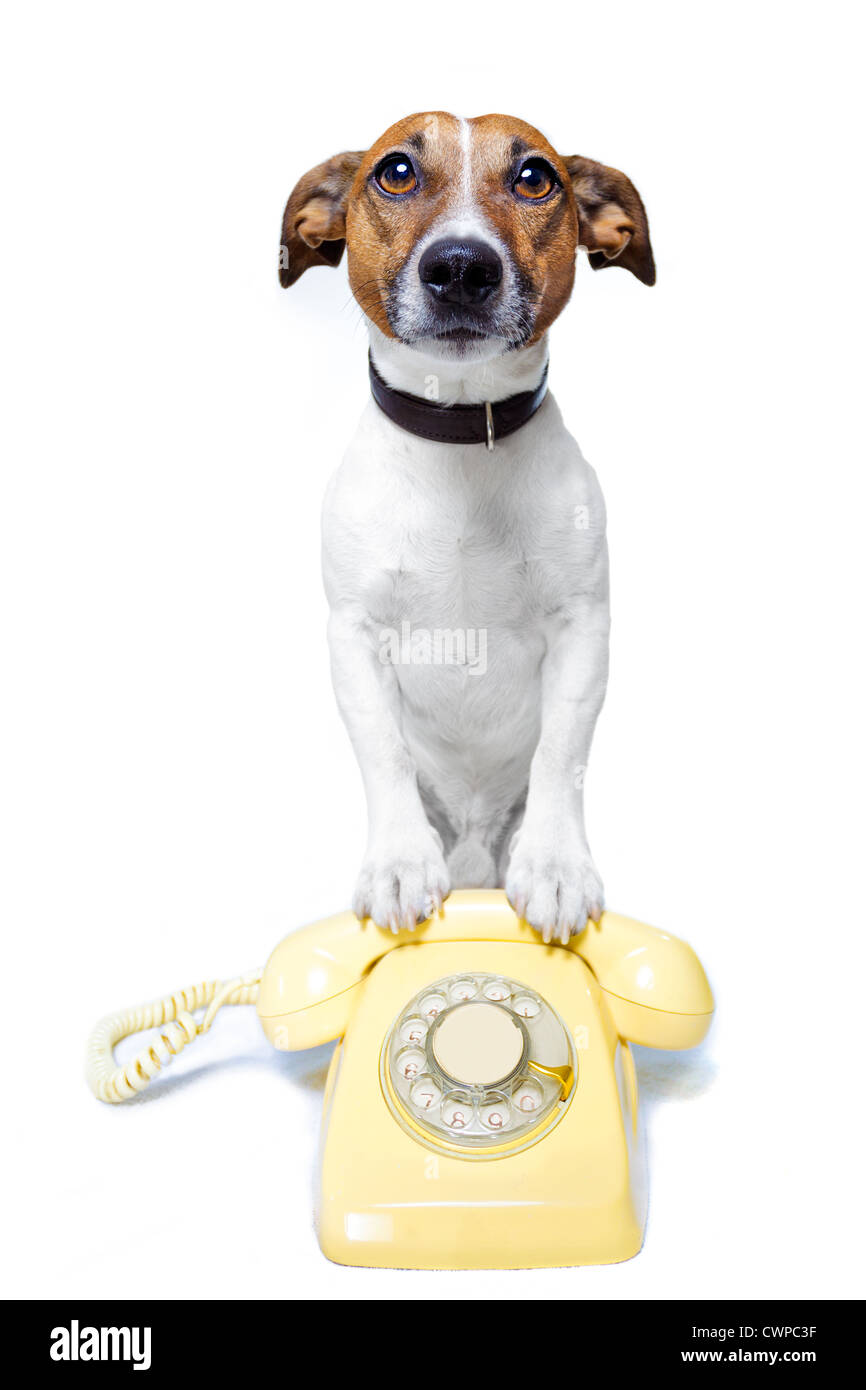 dog phone call Stock Photo - Alamy