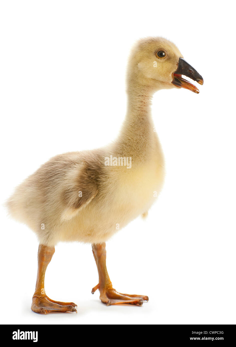 Young goose isolated on white Stock Photo - Alamy