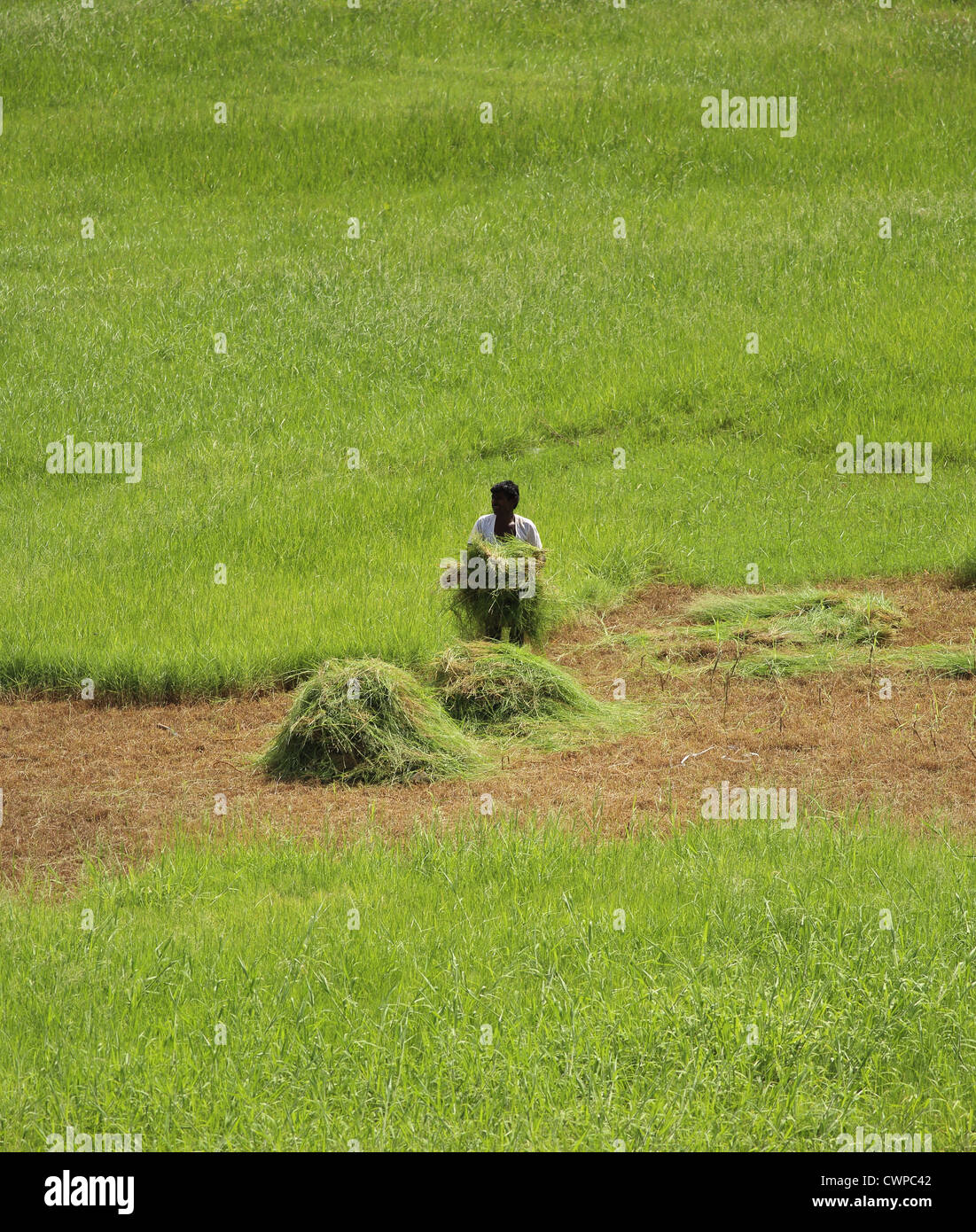 Cut grass india hi-res stock photography and images - Alamy
