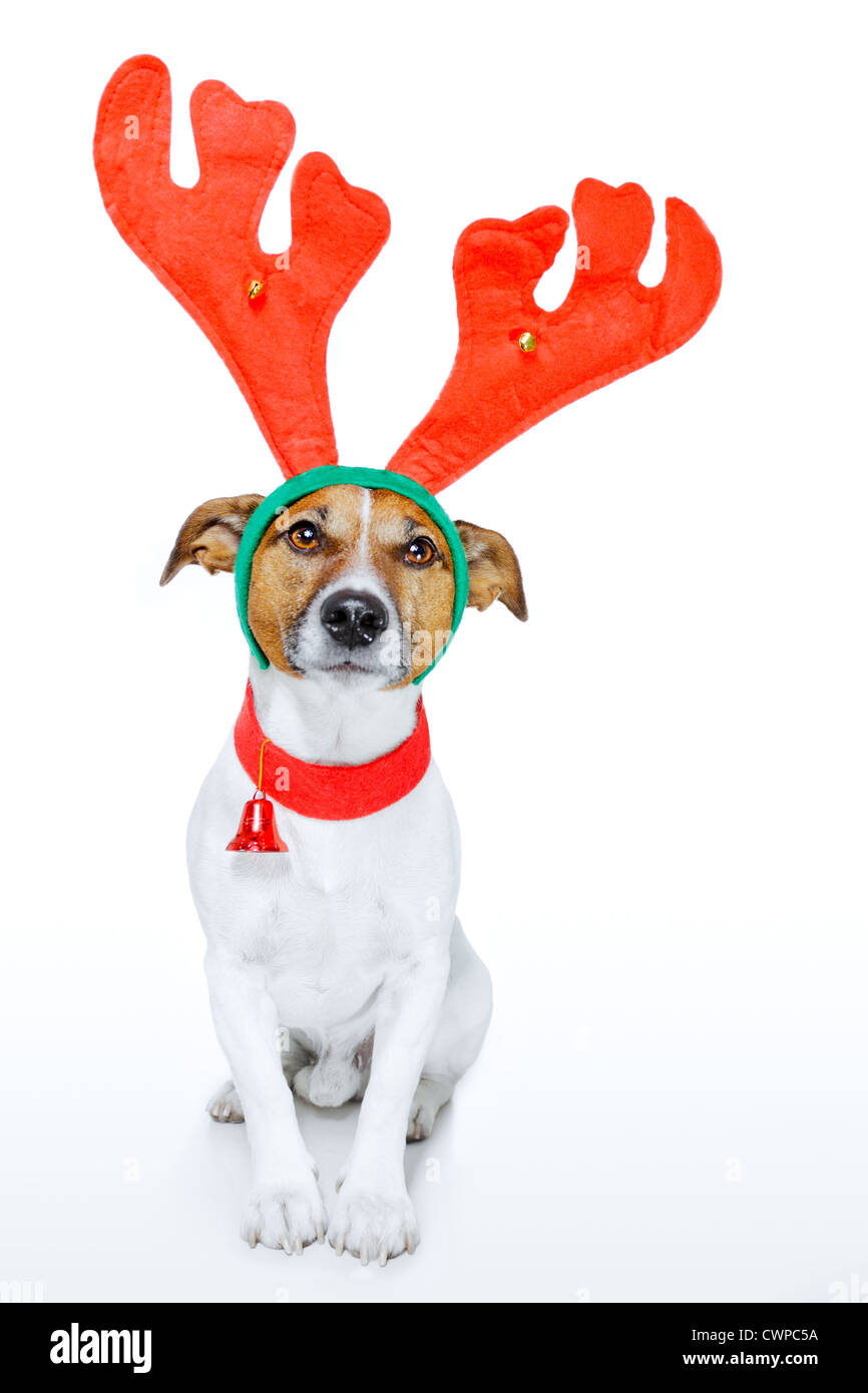 dog as deer Stock Photo - Alamy