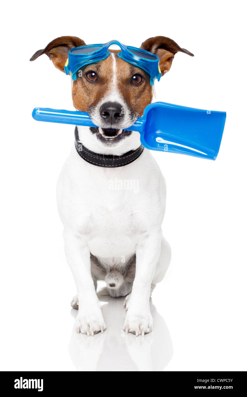 dog with goggles and a shovel Stock Photo - Alamy