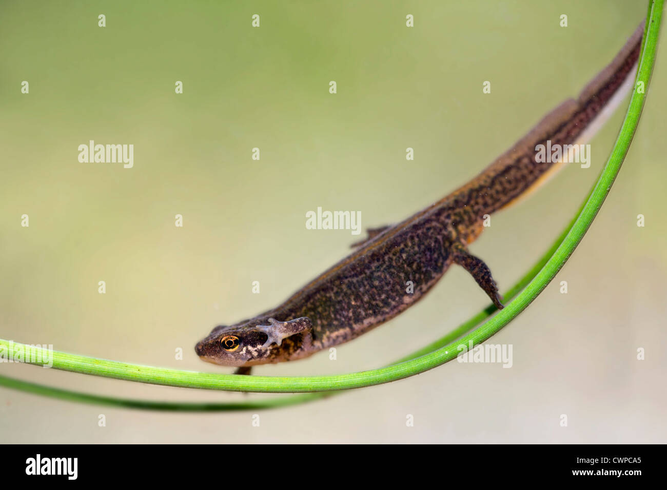 Palmate Newt Uk High Resolution Stock Photography and Images - Alamy