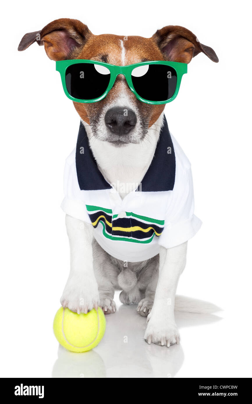 dog as tennis player with tennis ball Stock Photo - Alamy