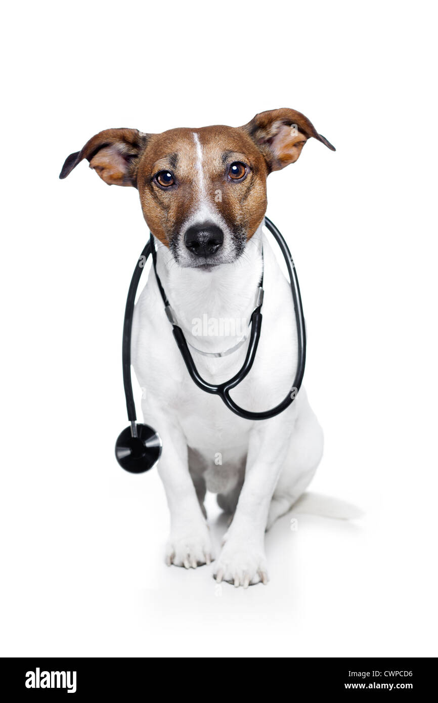 medical doctor dog Stock Photo - Alamy