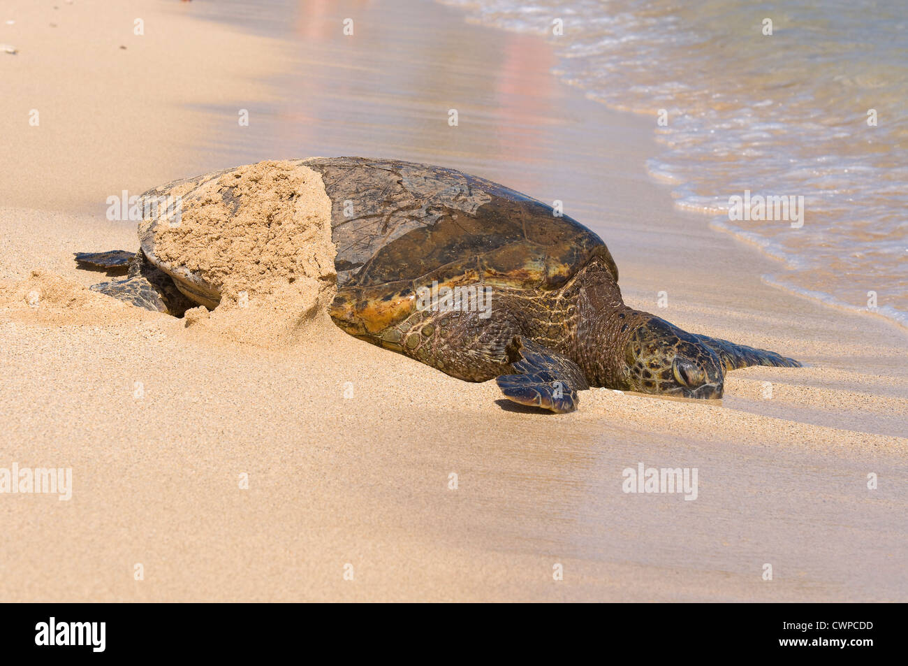Sea Turtle Resting on the beach in Kauai Hawaii Stock Photo - Alamy