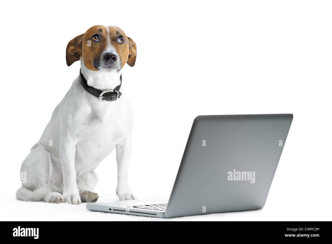 dog using a laptop computer Stock Photo - Alamy